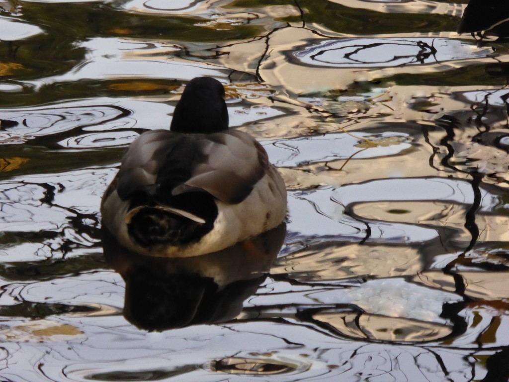 6.Abstract water effects with ducks and seagulls - Nili Tochner Art Gallery
