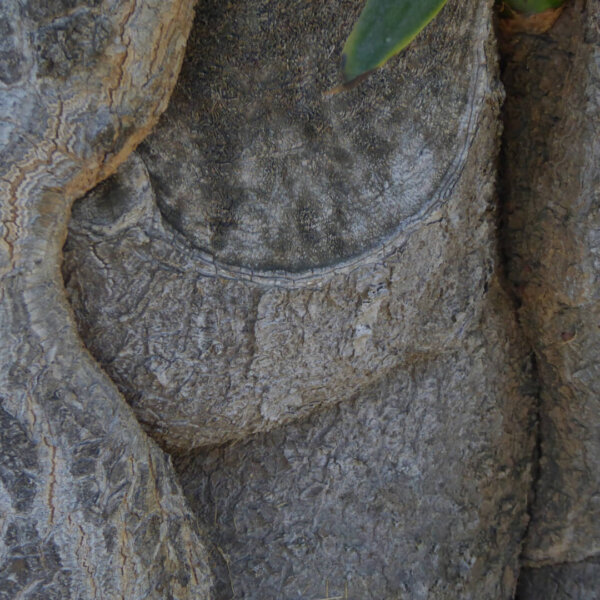 4.My most favorite photos of abstract/semi abstract nature - Nili ...